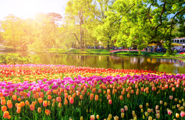 Floracion de tulipanes en Holanda - Keukenhof ¡información y entradas ...